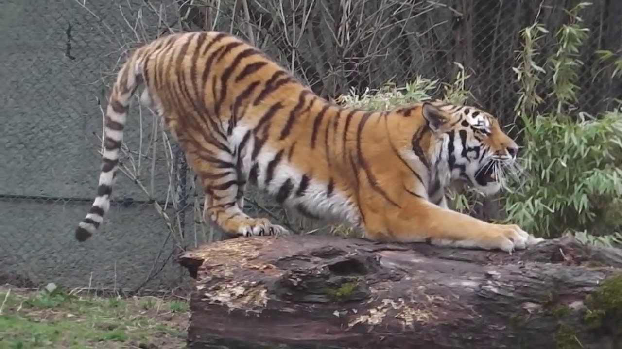 Tiger Mating - YouTube