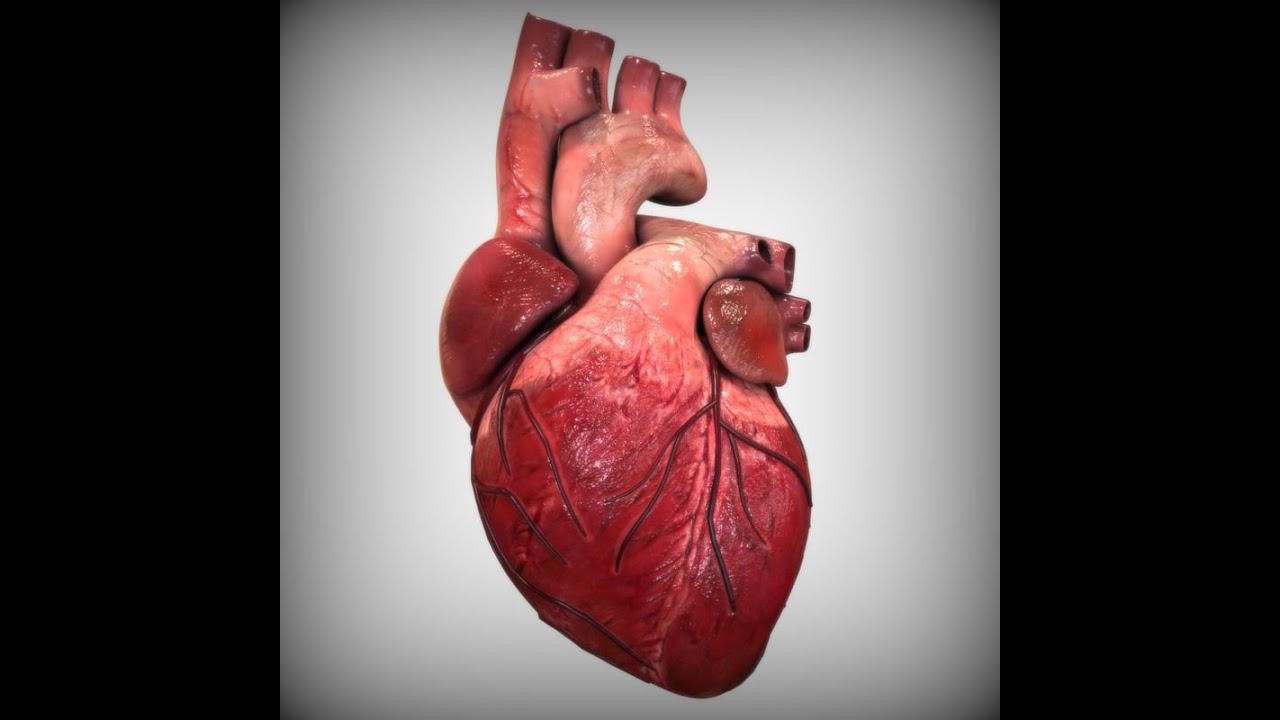 Human Anatomy Ch19 The Heart P2 - YouTube