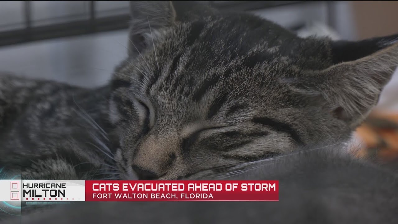 How Florida volunteers 'whiskered' away cats from Hurricane Milton's ...