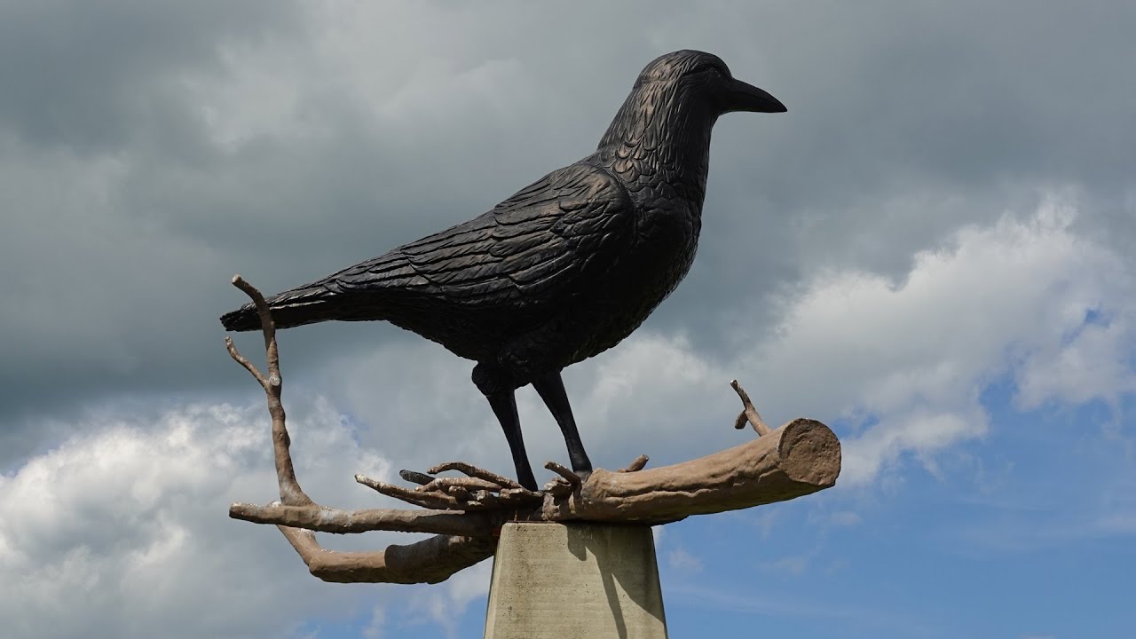 The World's Largest Crow in Belgrade, Minnesota - YouTube
