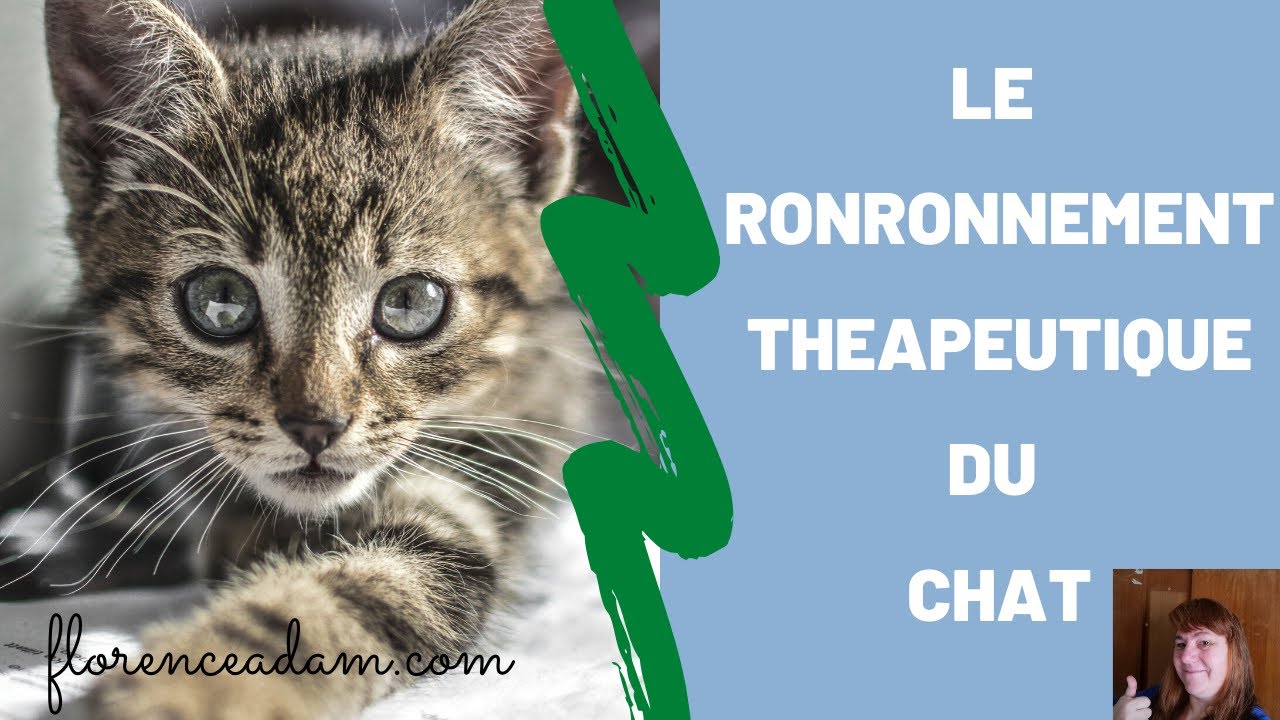 le ronronnement thérapeutique des chats - YouTube
