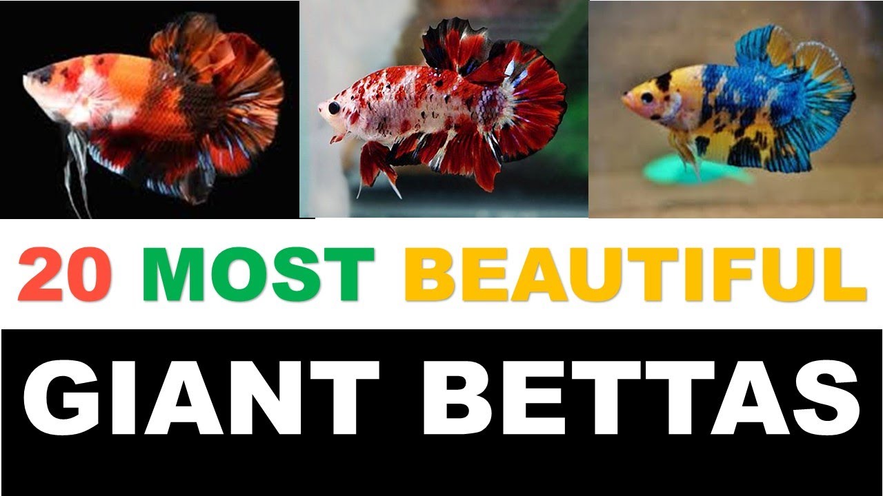 20 Most Beautiful GIANT BETTA in the World | #bettafish #giantbetta # ...