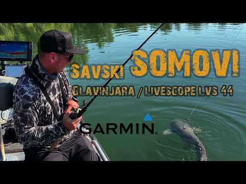 Savski somovi na glavinjaru i Livescope 2