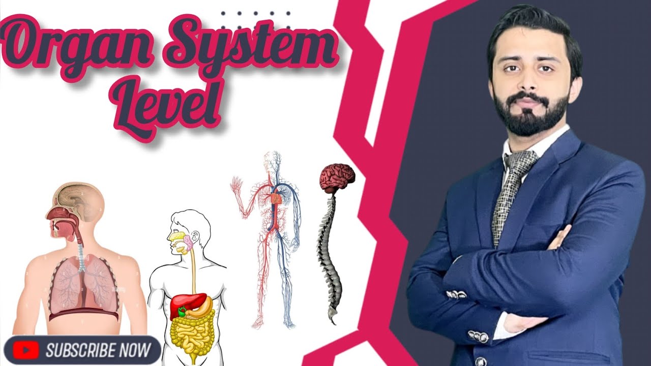 11th Biology Ch 01 I Organ System Level I Rise-up Science School - YouTube