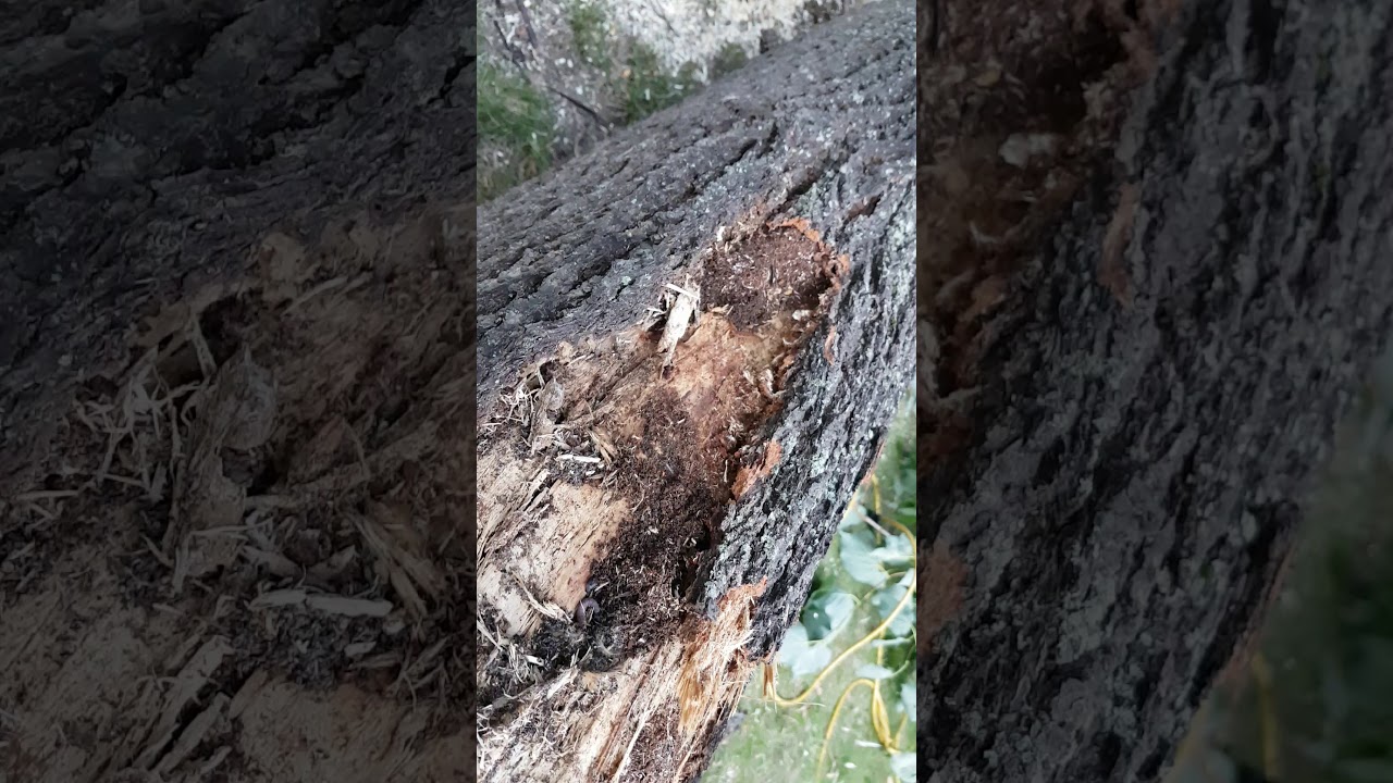 Pulling bark off a rotting tree - YouTube