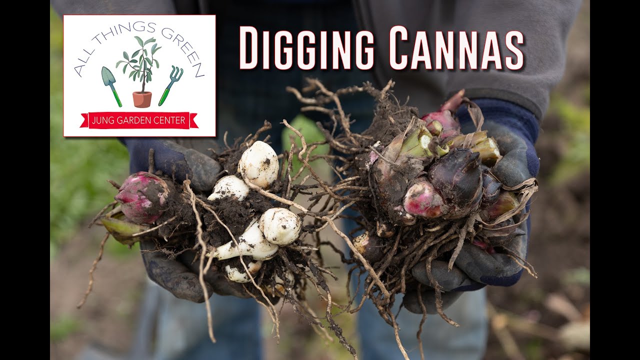 Digging Cannas to Store for Winter - YouTube