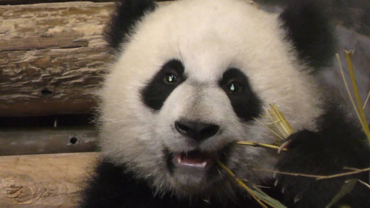 Toronto Zoo Panda's - YouTube