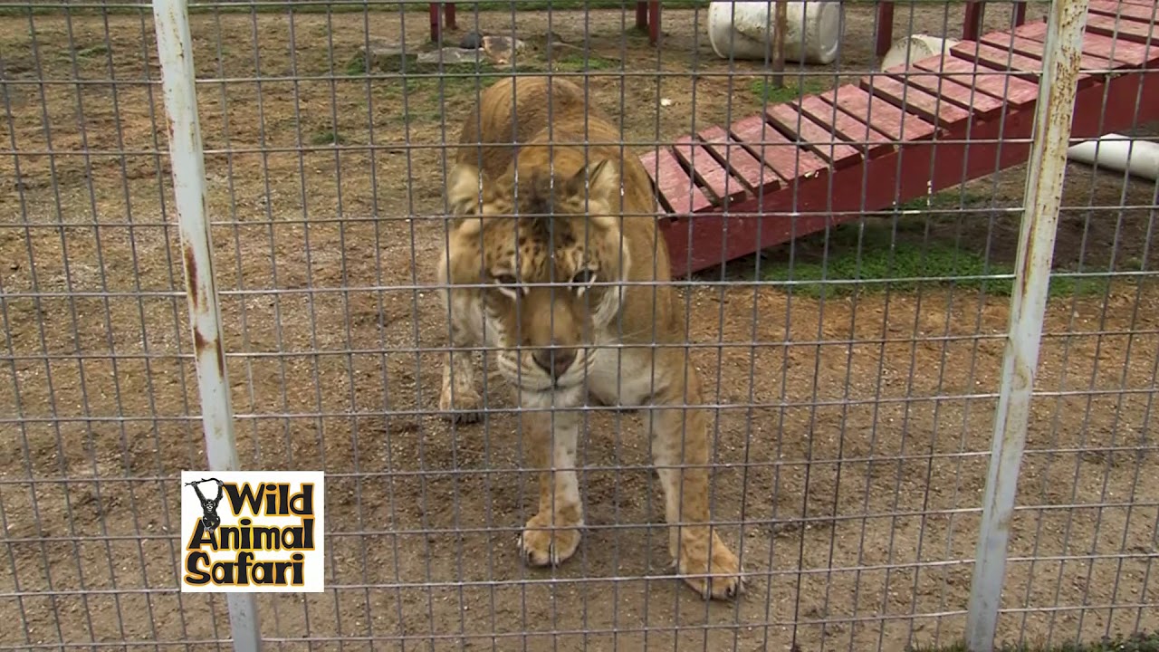 Wild Animal Wednesday: Ligers March 2020 - YouTube