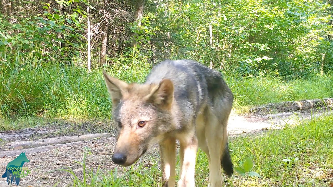 Lean wolf pups in late summer in northern Minnesota - YouTube