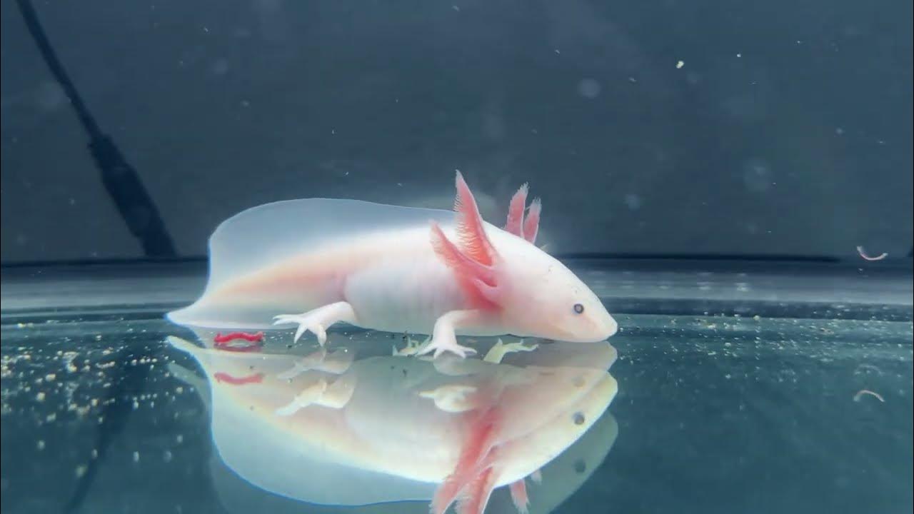 Axolotl Feeding Time - YouTube