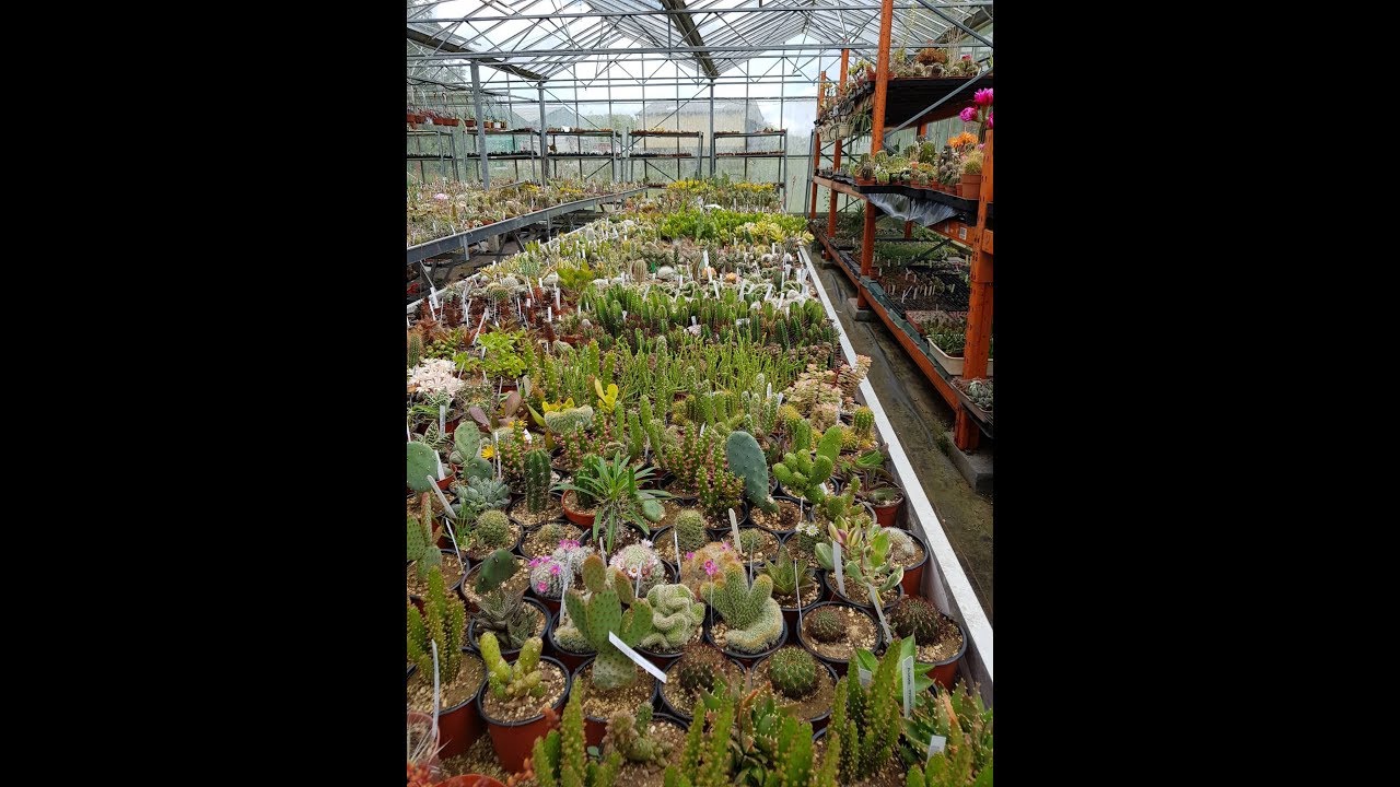 MY TRIP TO THE AMAZING CACTUS SHOP DEVON UK - YouTube