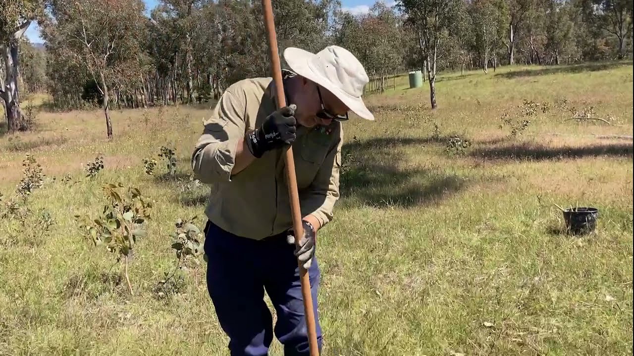 On the trail of the South African Weed Orchid – Euroa Arboretum