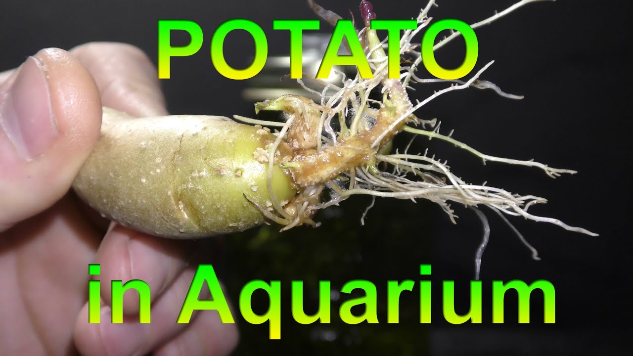 How to grow Potatoes in Aquarium - YouTube