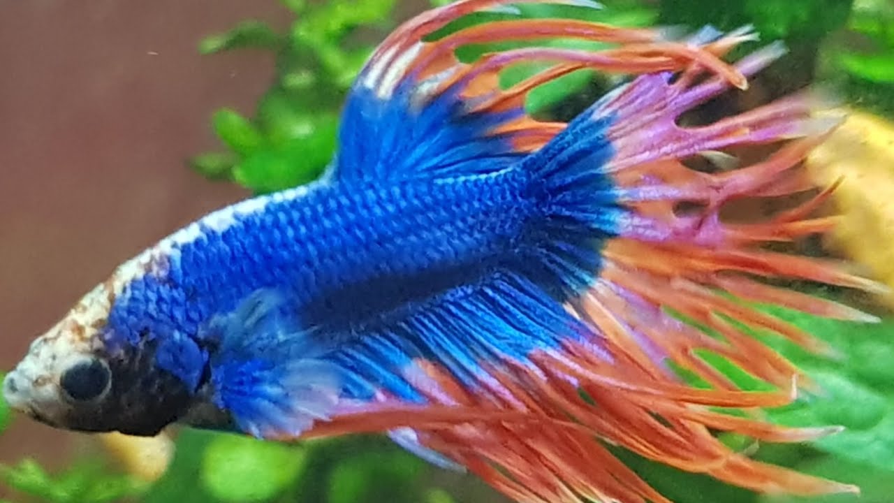 Just Betta Fish! - YouTube