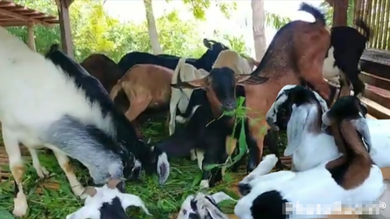 Natural Goat farming 50% boer || Confined Goat farming | - YouTube
