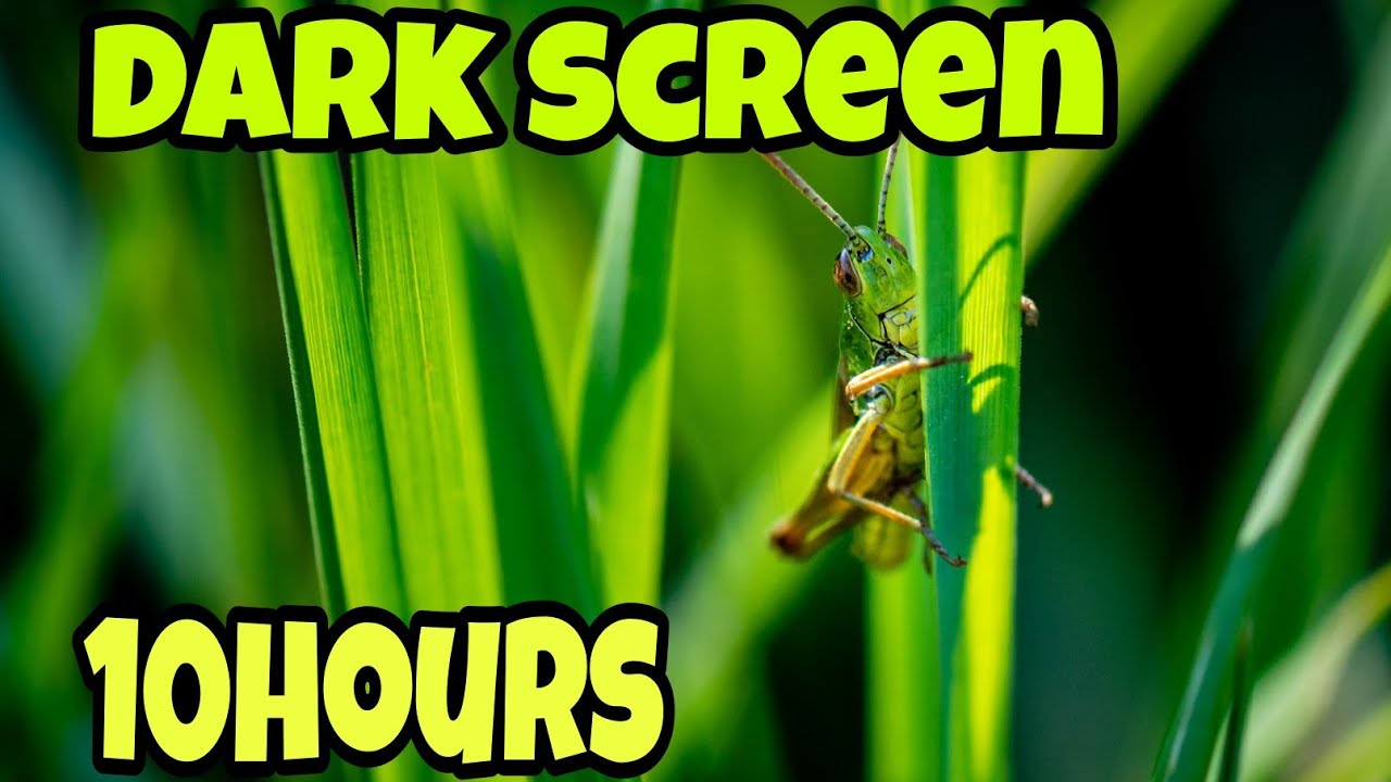 Insects at Night. relaxing sounds of nature, dark screen, 10 hours ...