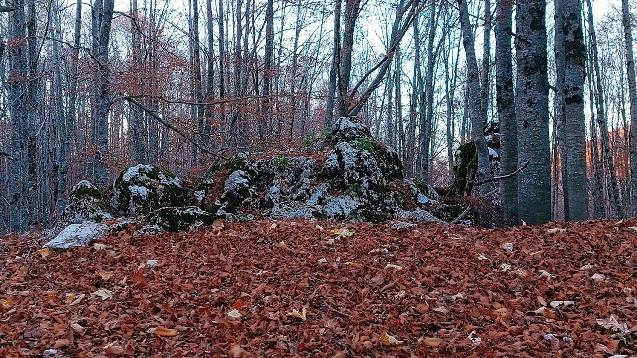 Falling Leaves in the Forest with Relaxing Sounds | Cozy Autumn ...