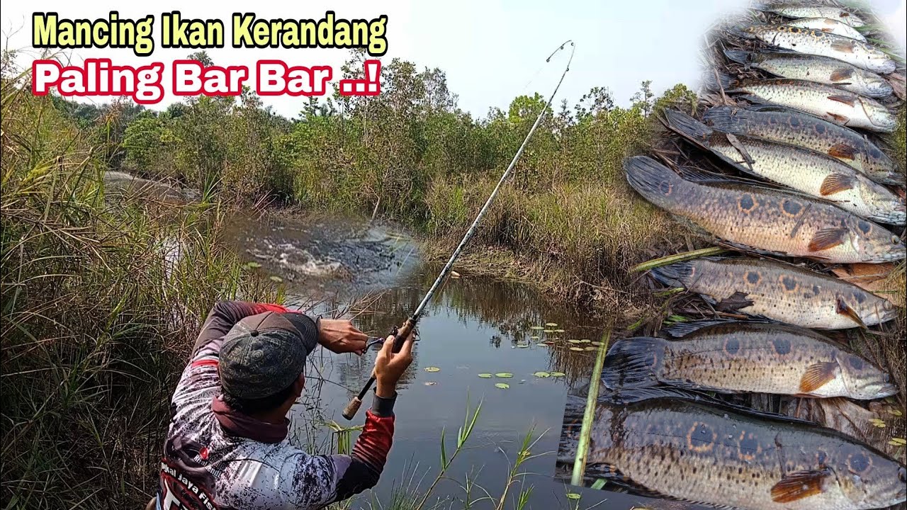 Memasuki kerajaan ikan kerandang !! Jangan sampai lengah, Mancing ...
