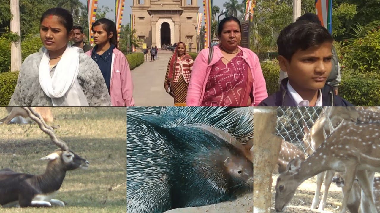 Sarnath Chidiyaghar ।। Deer park Sarnath Varanasi ।।Mini Zoo Sarnath ...