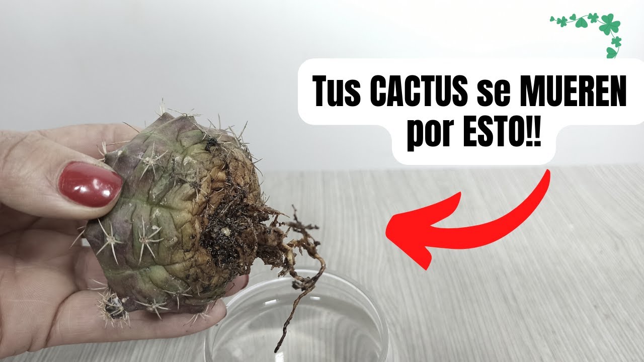 Cuida tus CACTUS de la MUERTE con esta TECNICA!!! - YouTube
