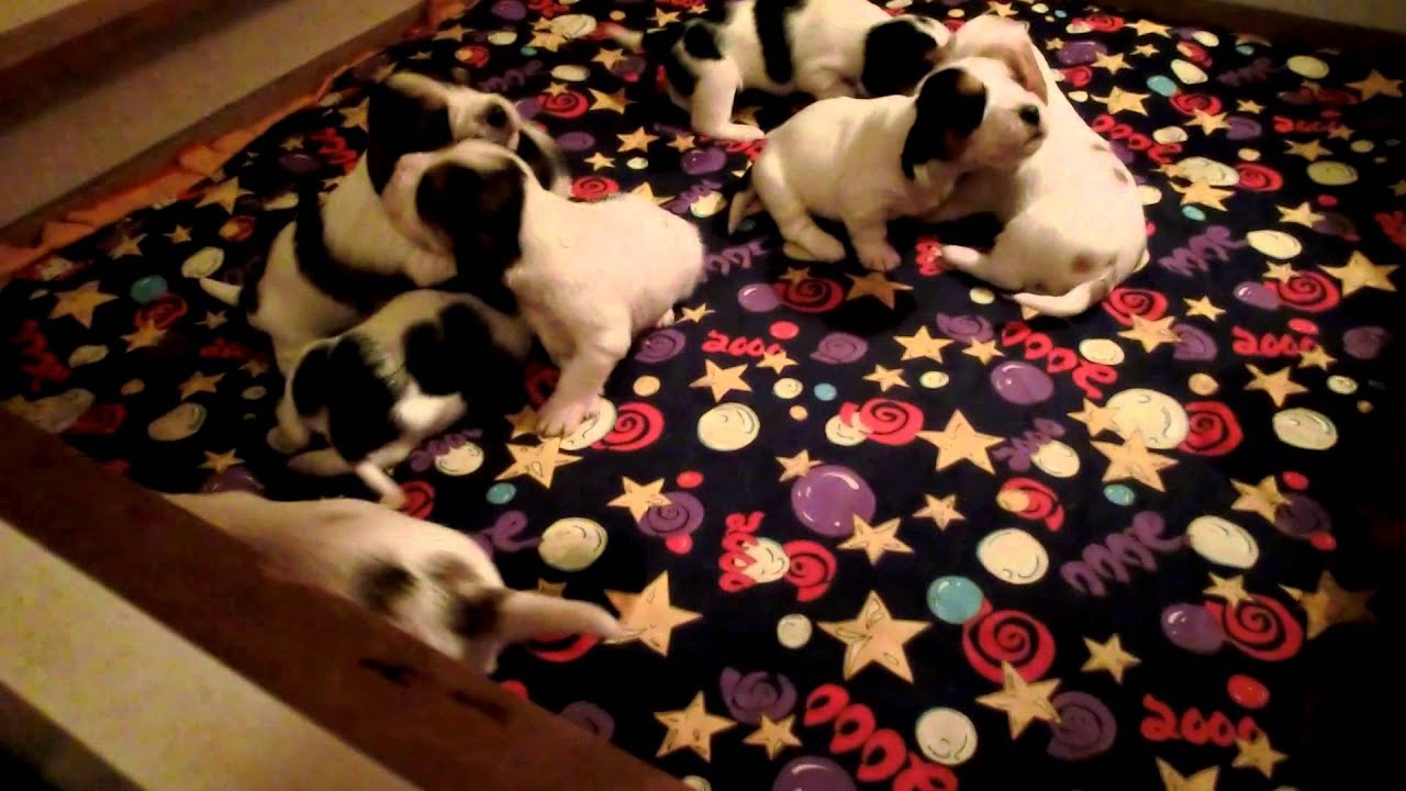 Chaparral PBGV puppies - YouTube