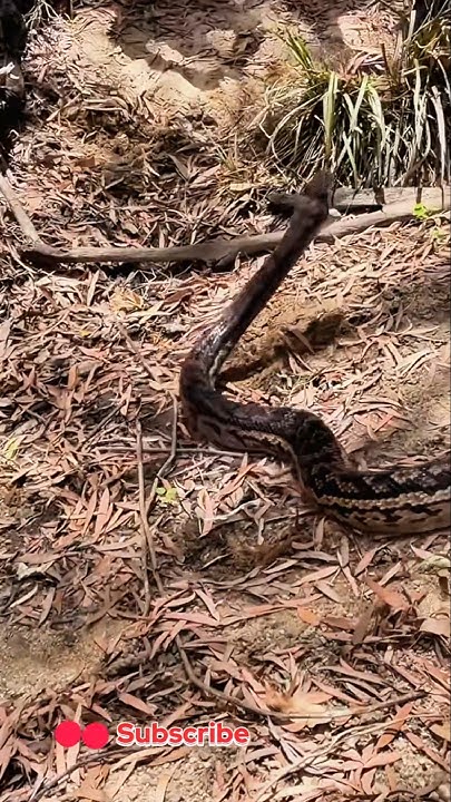 6 meter snake strike - YouTube