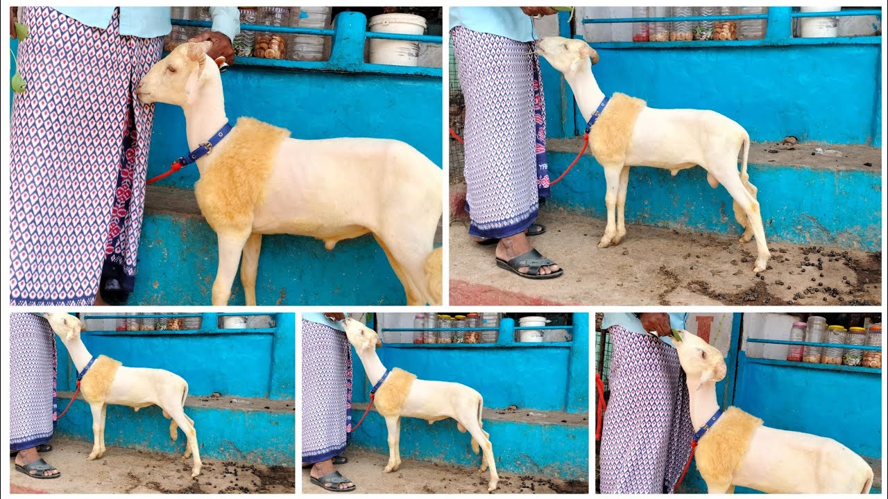 9603721597 9396407903 shandar top quality wala Rampuri sheep available ...
