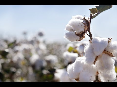 Söke Pamuk Tarlaları | Yakında