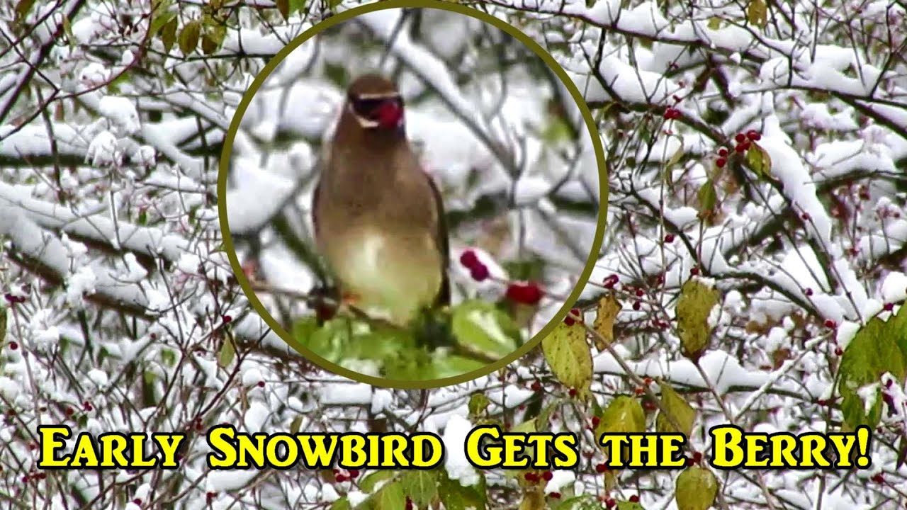 Early Snowbird Gets the Berry - YouTube