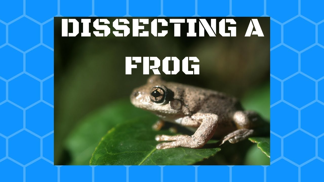 Dissecting A Frog YouTube dissecting-a-frog-youtube