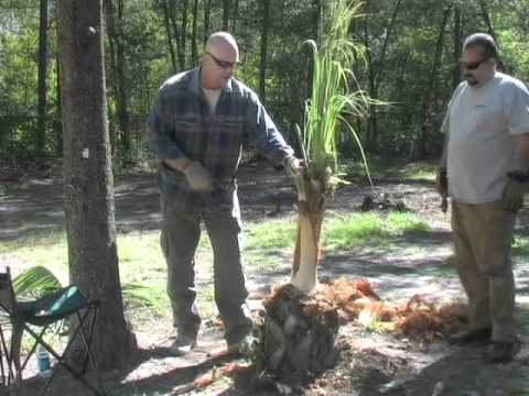 Survival Food - Swamp Cabbage - YouTube