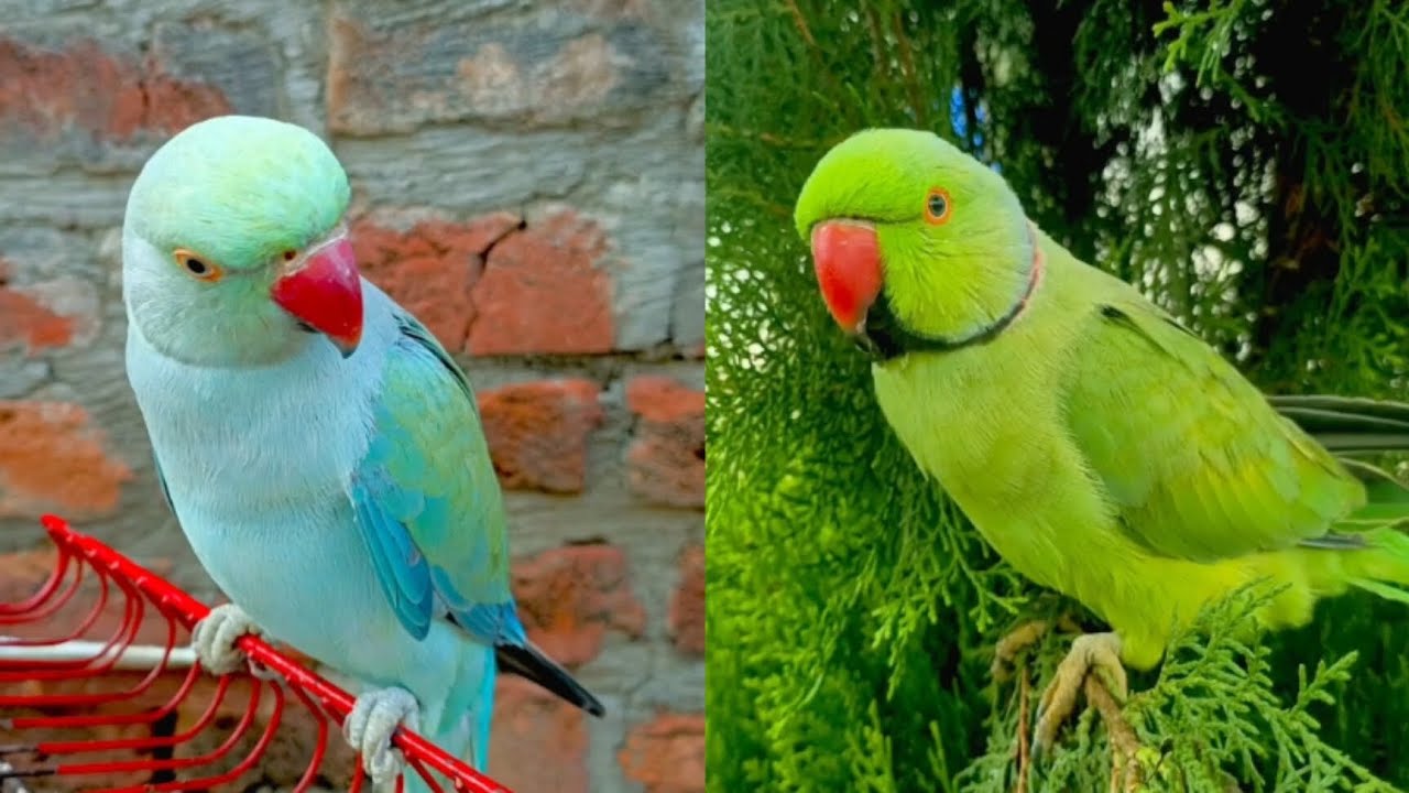 Fantastic parrot talking video tow cute mithu parrot🦜😍 - YouTube