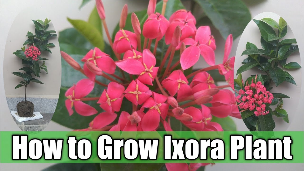How to grow ixora in pots || Ixora plant from cutting || care of ixora ...