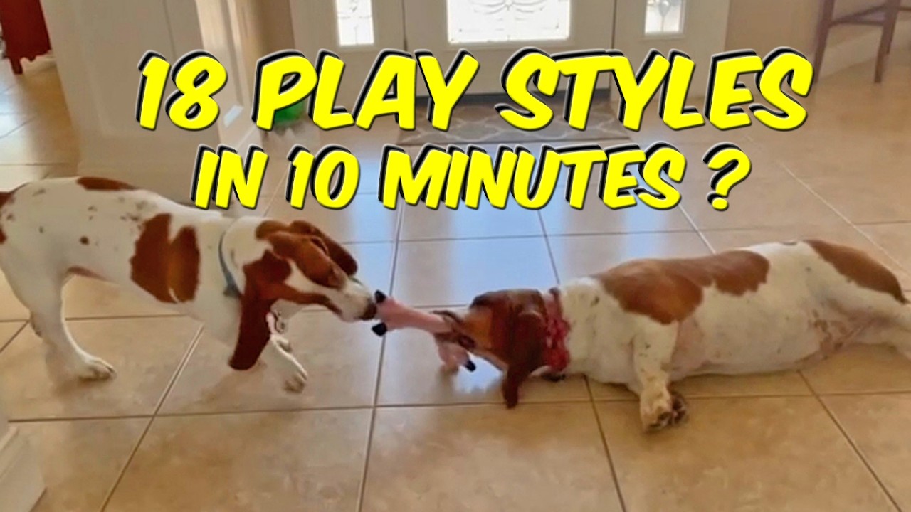 18 Basset Hound Play Styles In 10 Minutes 🐶 #puppy #bassethound #basset ...