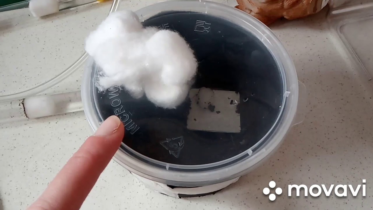 How to setup a queen ant enclosure 🐜 - YouTube