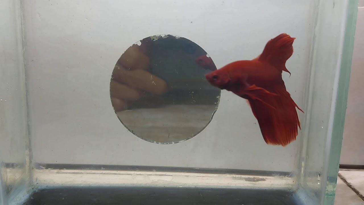 HM Super Red #Cupang - YouTube