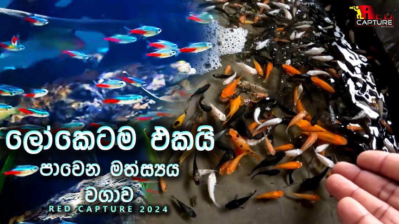 ලෝකෙටම එකයි, පාවෙන මත්ස්‍යය වගාව | Red Capture 2024 - YouTube