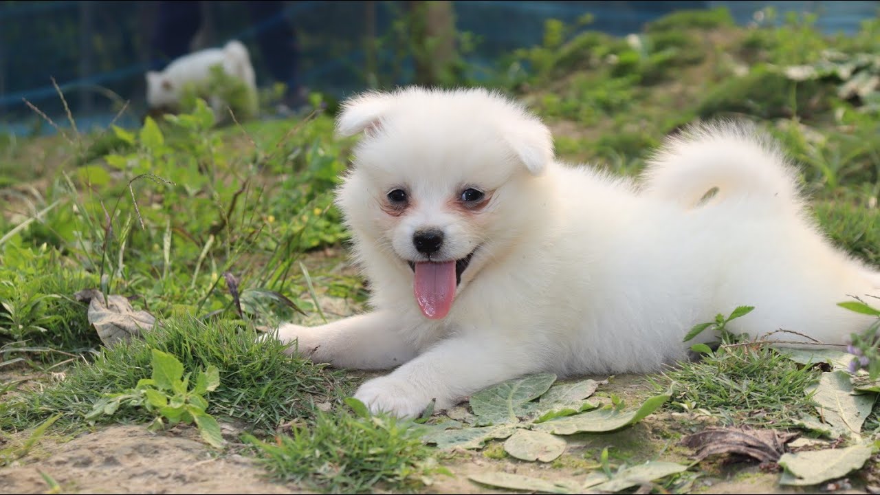 Cute Indian spitz puppies || Pomeranian puppy in Patna, Muzaffarpur ...