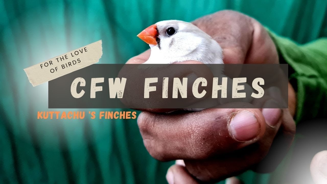 CFW [ Chestnut Flanked White ] Finches - YouTube