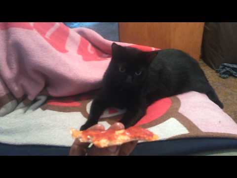 Cat wants pizza