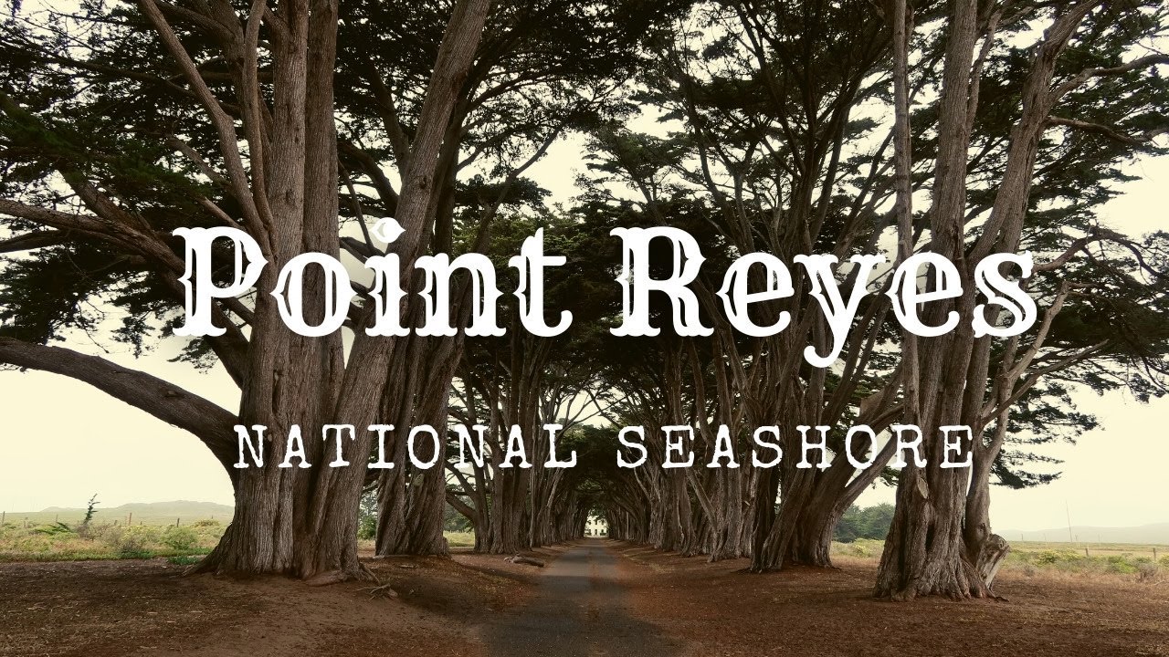 Cypress Tree Walkway & Coastal Fog! Road Trip the California Coast ...