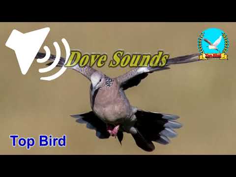 The dove's voice is very clear- Dove calling to each other- Dove Sounds ...