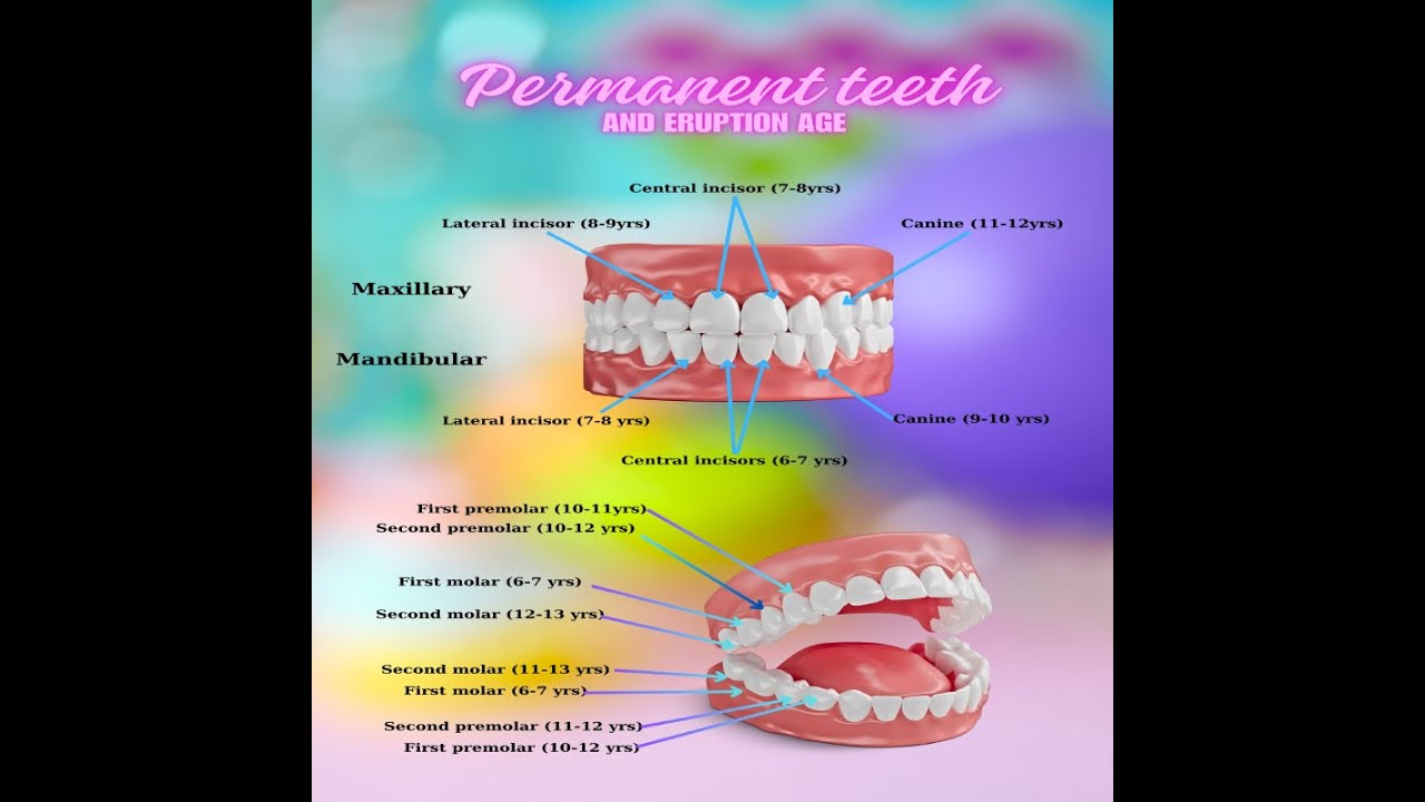Educational Book for Kids: Learning About Teeth - YouTube
