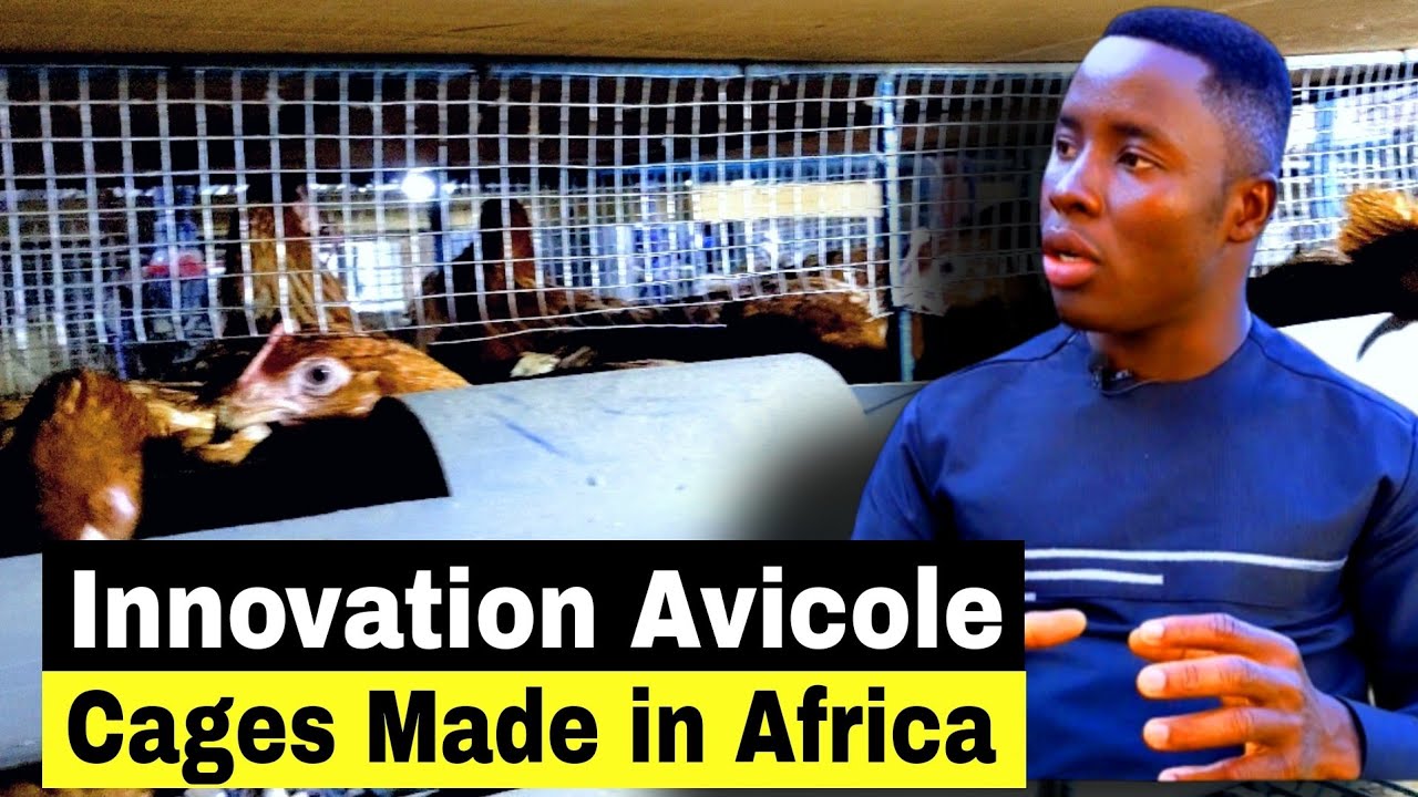 Innovation En Afrique : projet Avicole semi - industriel en Cages ...
