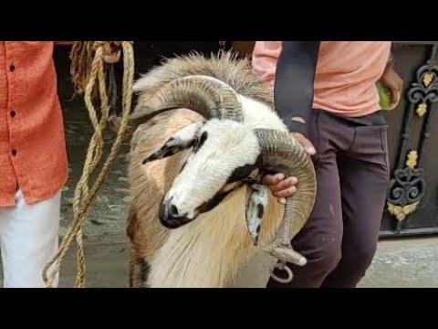 Sanda keda, macherla, kurumbai, All sheeps for sale - YouTube