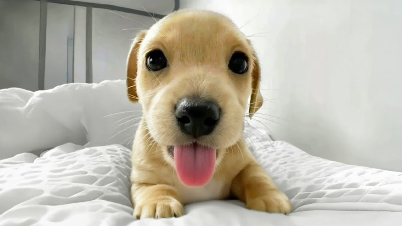 When Cute Over Dramatic Animals Become Comedy Stars 😂 Funniest Animals ...