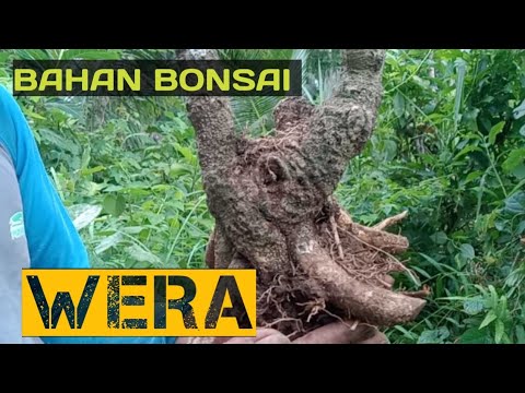 PROSES PENDONGKELAN BAHAN BONSAI WERA (BUNGA SEPATU) !! BONSAI ALAM ...