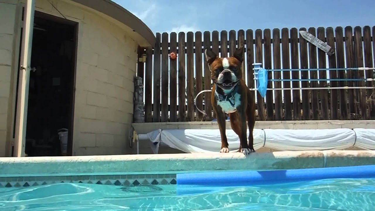Boston terrier's first day jumping in the swimming pool - YouTube