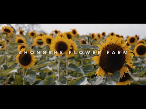 Zhongshe Flower Farm | Taichung City, Taiwan (Sony A7III + Tamron 28-75mm F2.8)