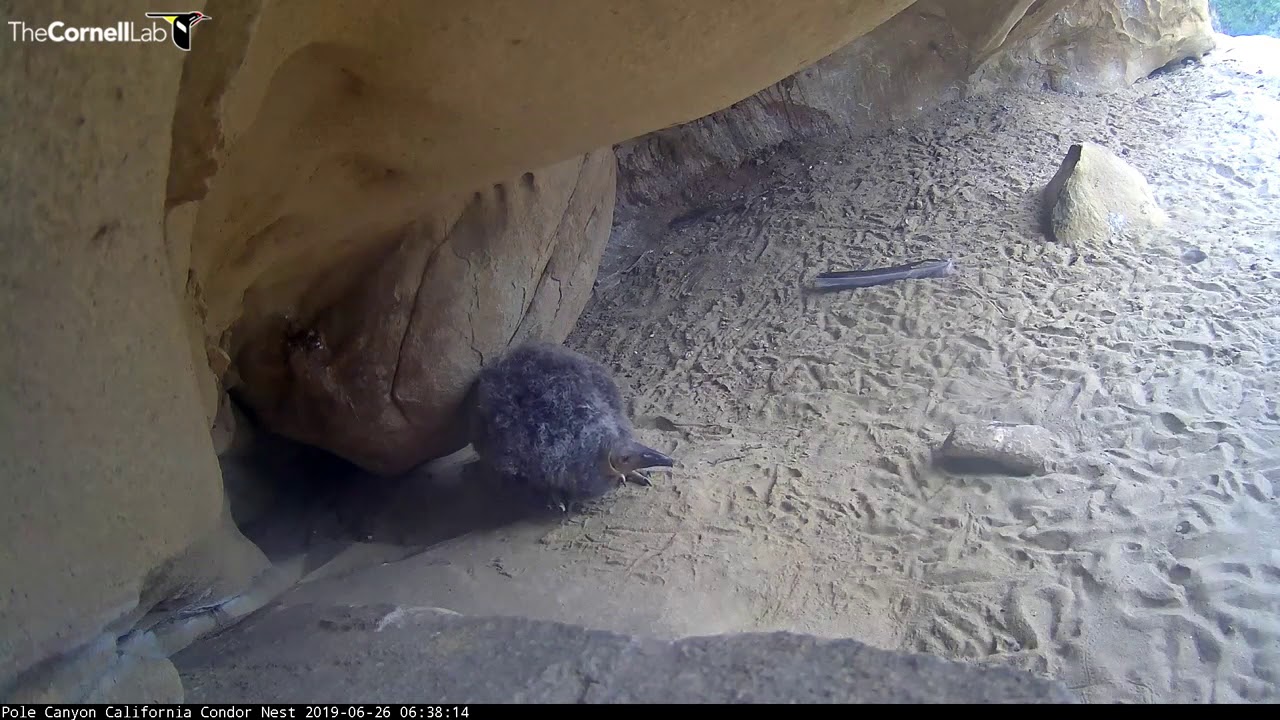 California Condors Sit Front And Center In Pole Canyon – June 26, 2019 ...